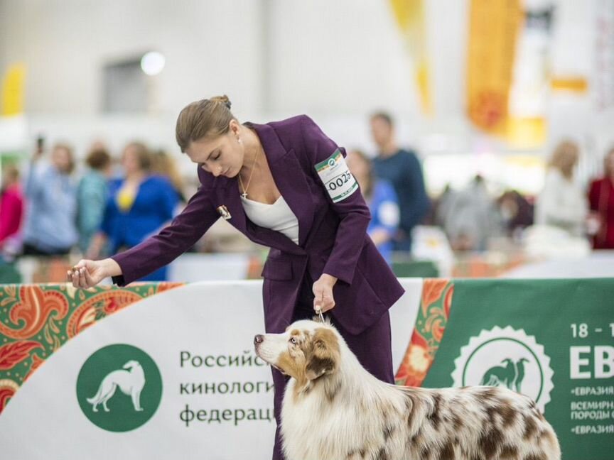 Австралийская овчарка аусси щенки
