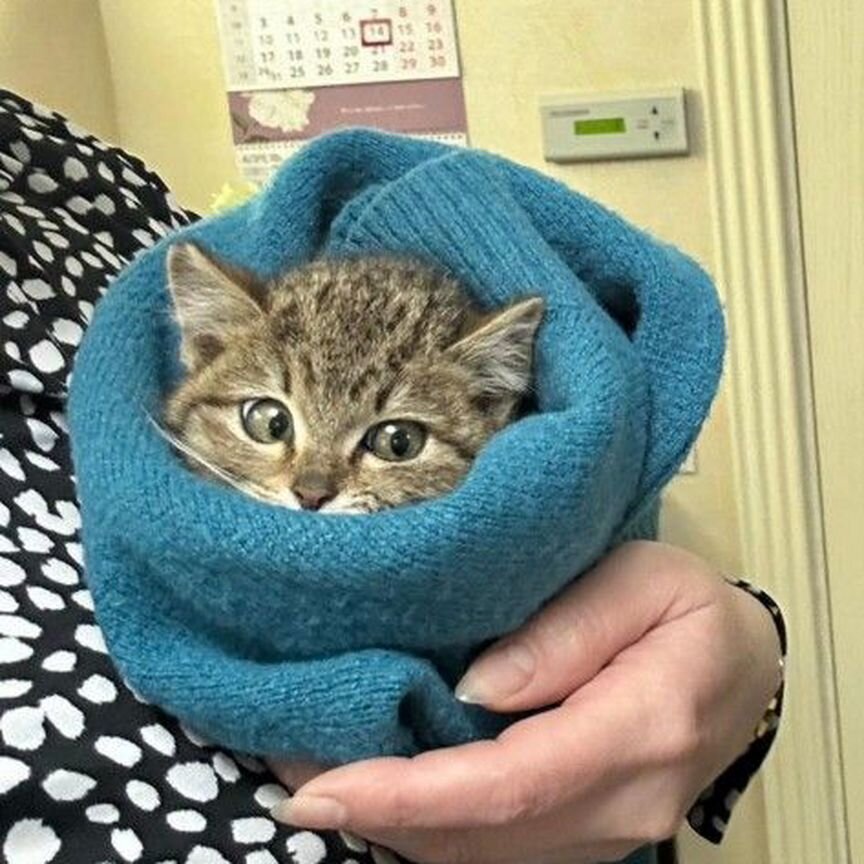 Котёнок в добрые руки