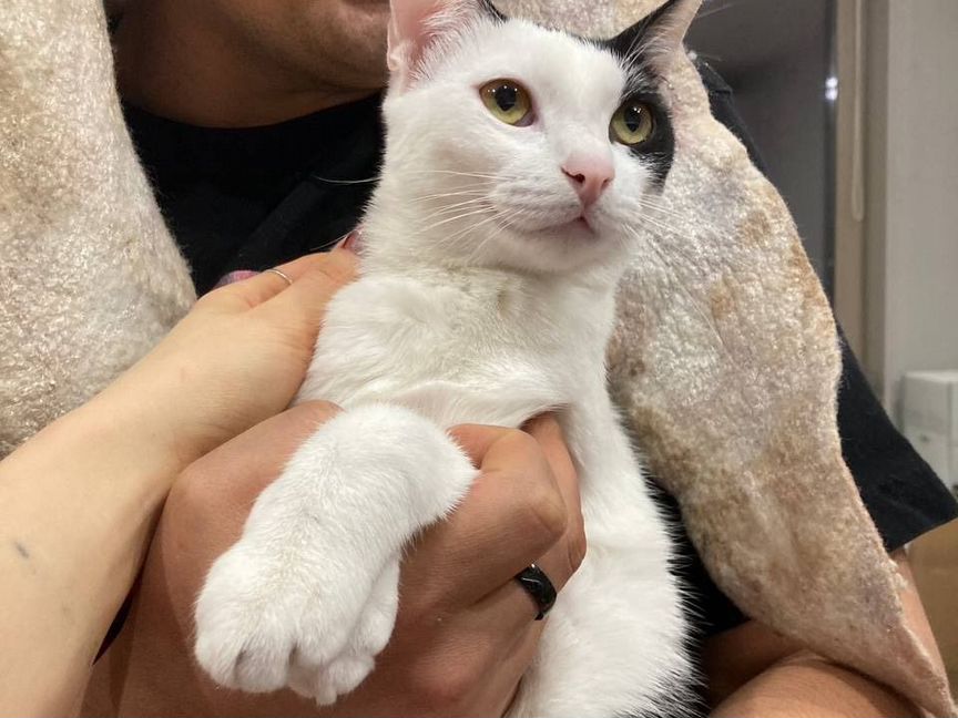 Заряженая кошечка 7 месяцев