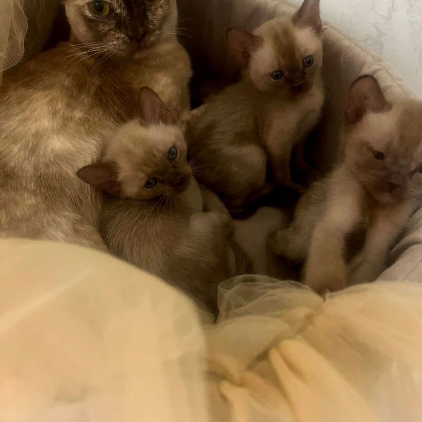 Котята европейской бурмы,бронь
