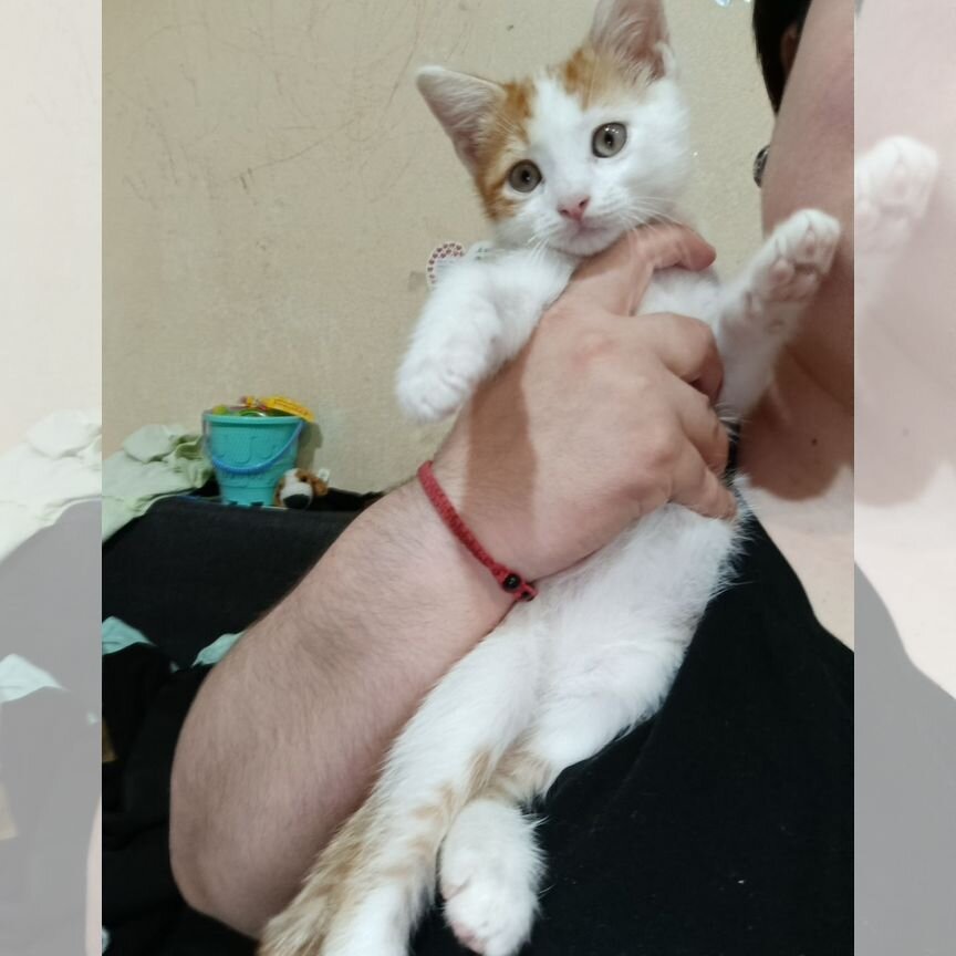 Подарите жизнь котеноку