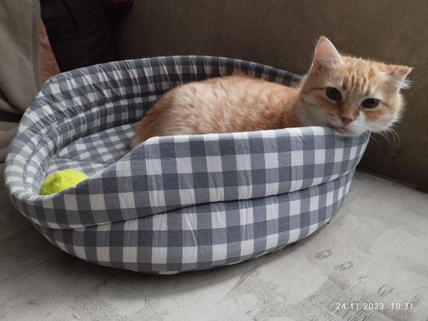Вам нужна эта кошка