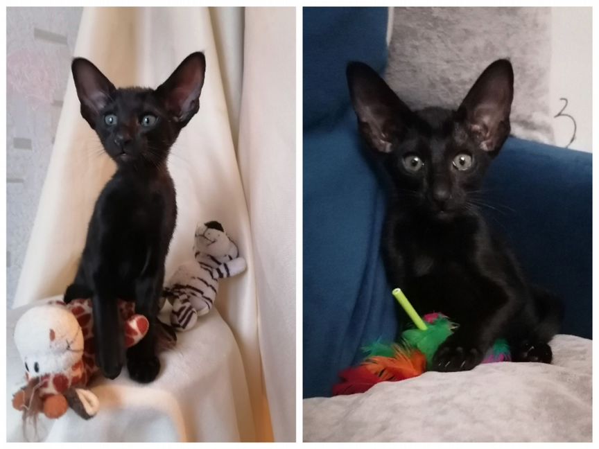 Ориентальные котята