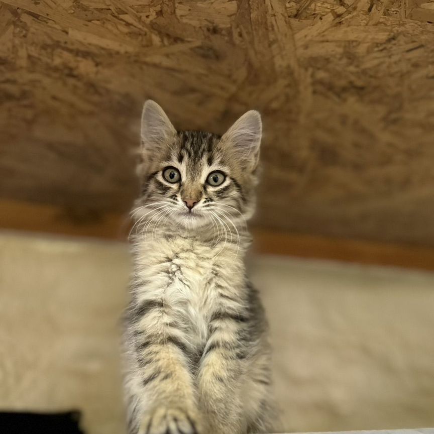 Отдам котенка в добрые руки бесплатно
