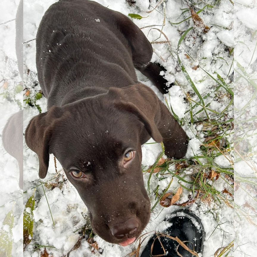 Лабрадор-ретривер, щенок