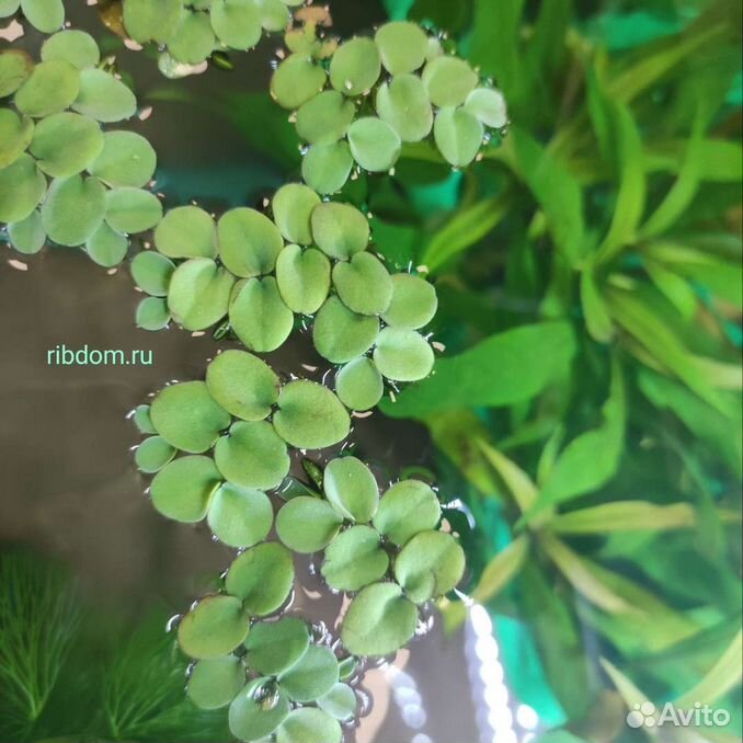 Сальвиния ушастая Аквариумные растения и рыбки