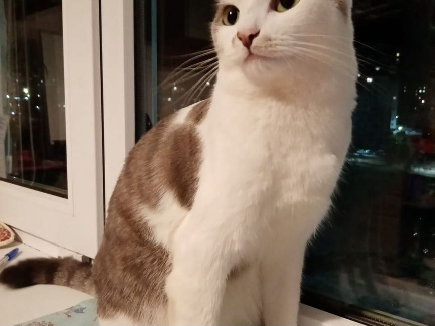 Котик обормотик в добрые ручки