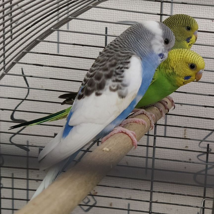 Волнистые попугаи