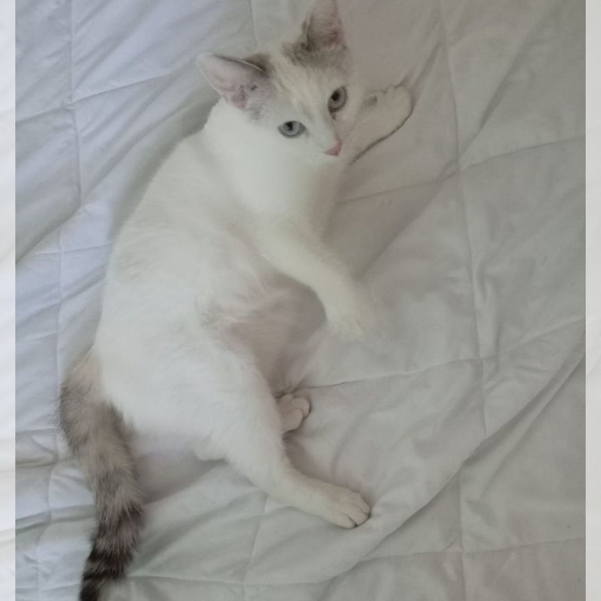 Взрослая кошка в добрые руки