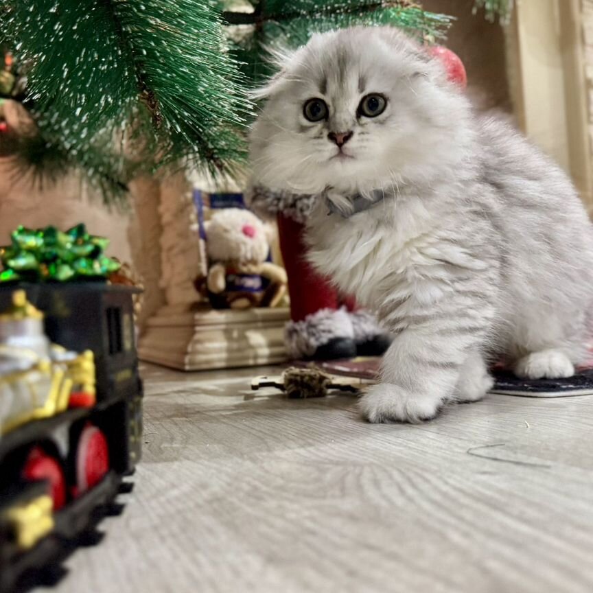 Шотландский вислоухий длинношёрстный котёнок