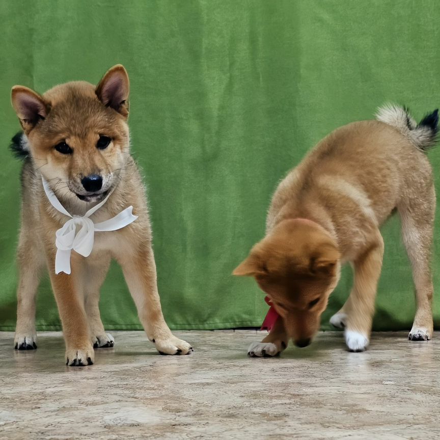 Сиба-ину, щенок