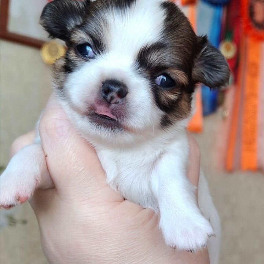 Чихуахуа, щенок