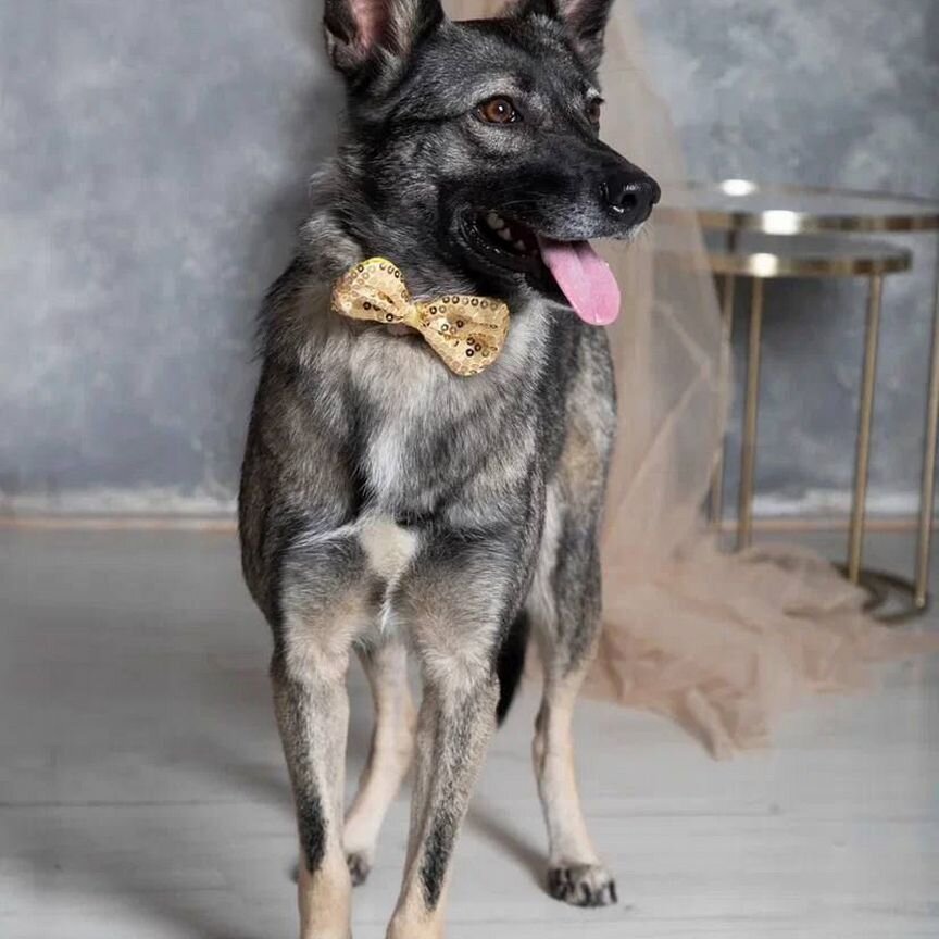 Собачка бесплатно в дар