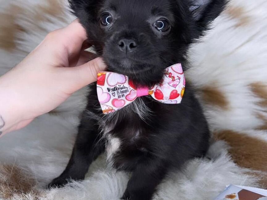 Очаровательная девочка