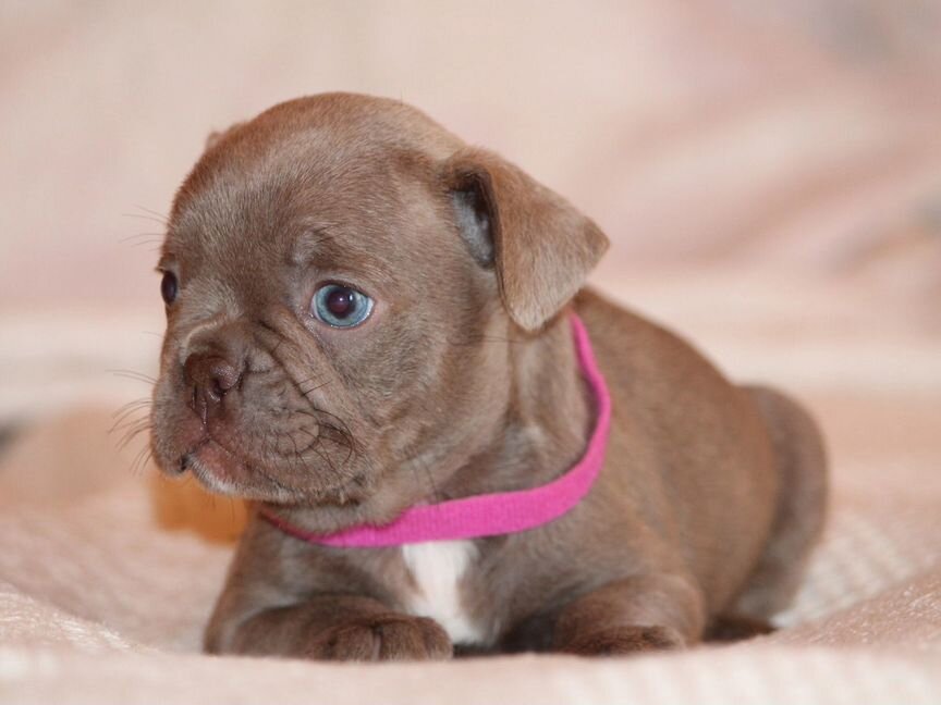 Француженка золотая изабелла