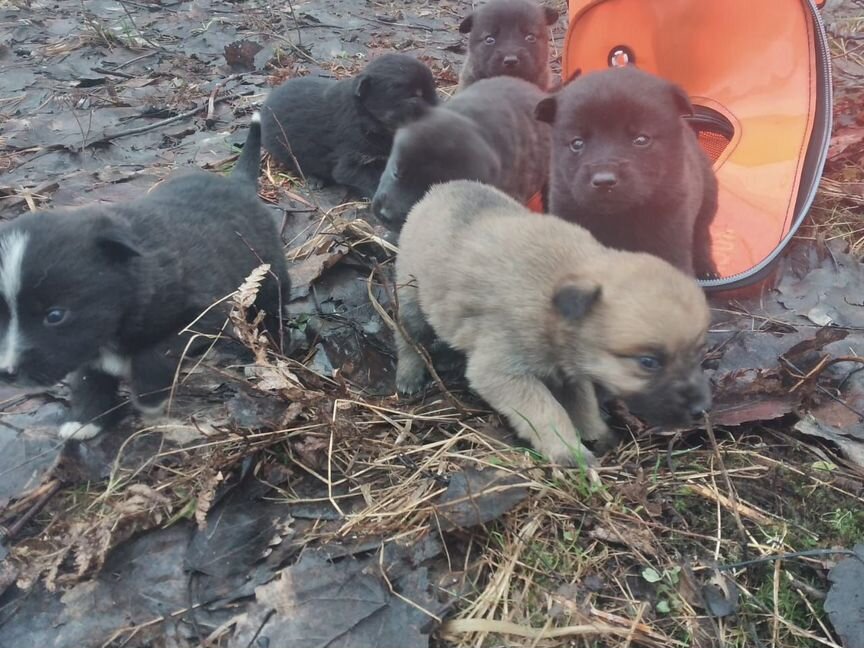 Щенки в добрые руки