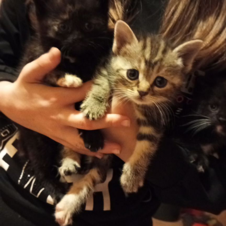 Котята от британской кошки