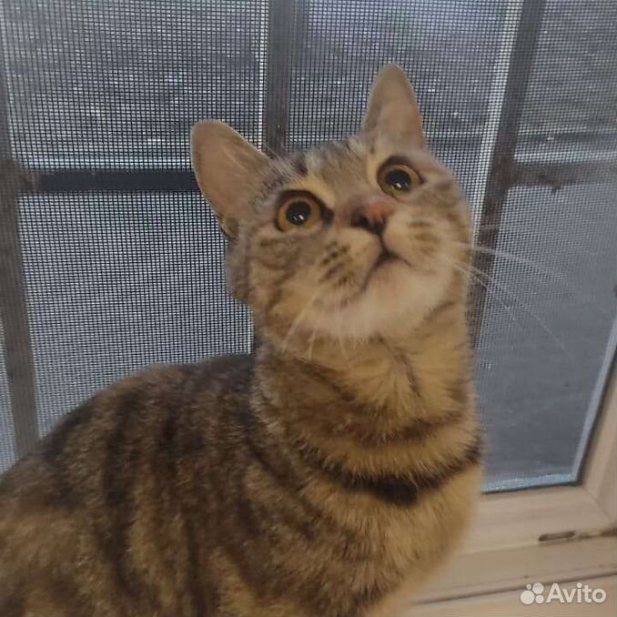 Манчкин