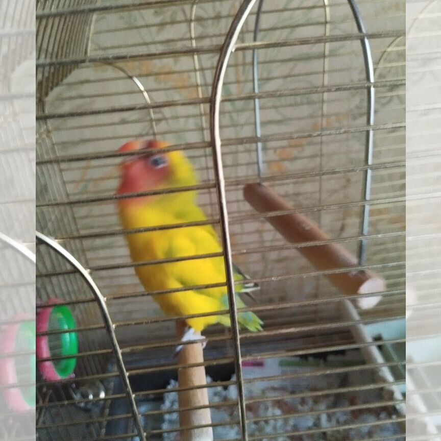 Попугай с клеткой бесплатно