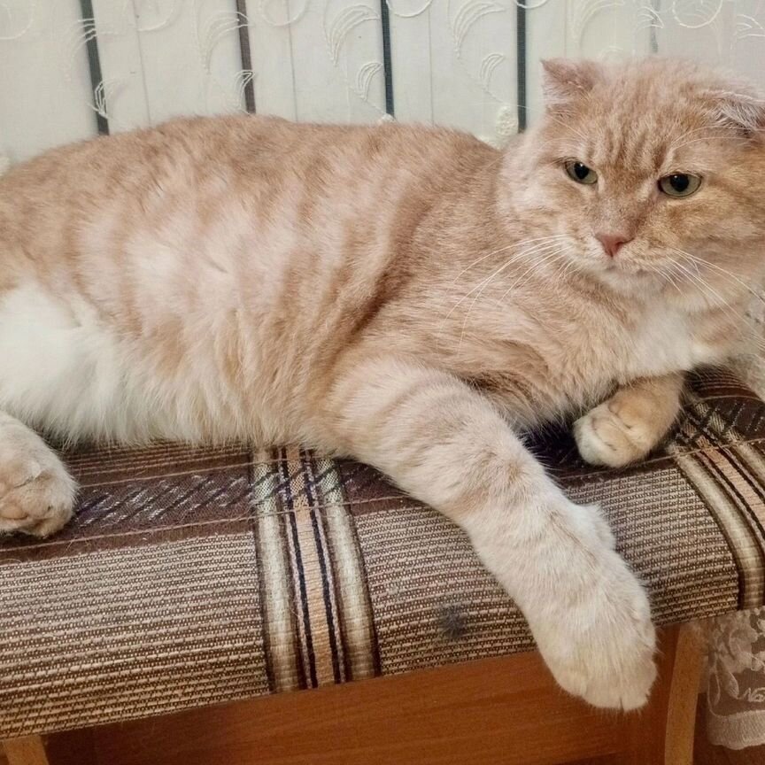Добрый кот бесплатно
