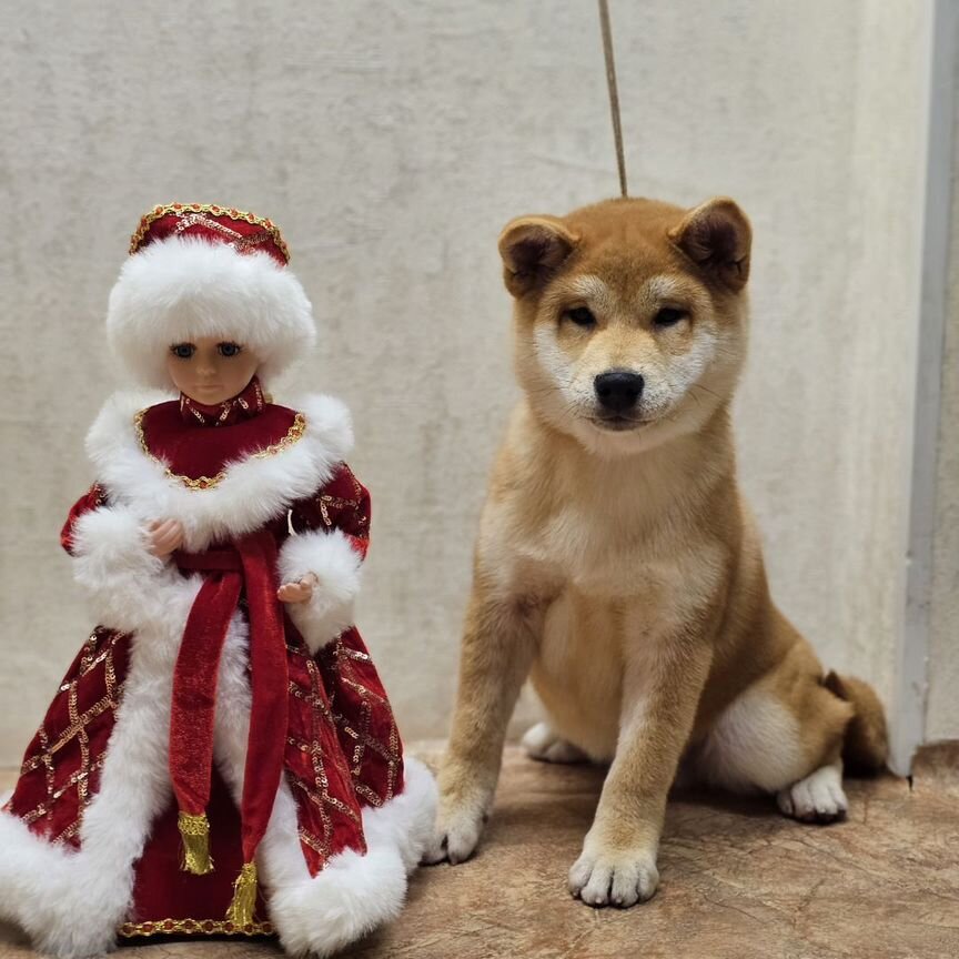 Сиба ину рыжий мальчик