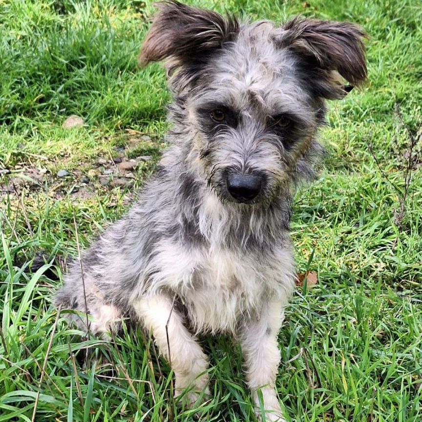 Щенок от частного владельца