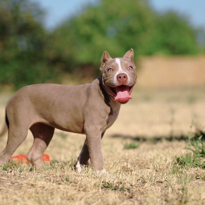 Американский Булли щенок от папы XXL лиловая девоч