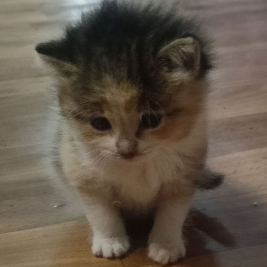 Британский короткошёрстный котёнок