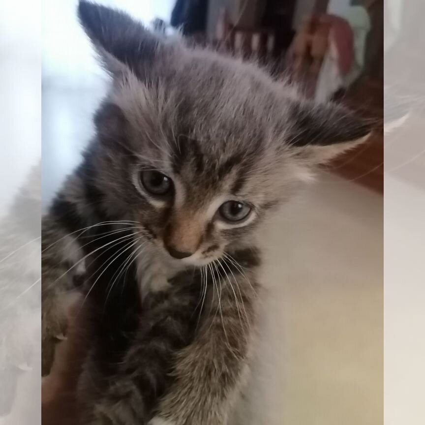 Отдам котенка в добрые руки мальчика