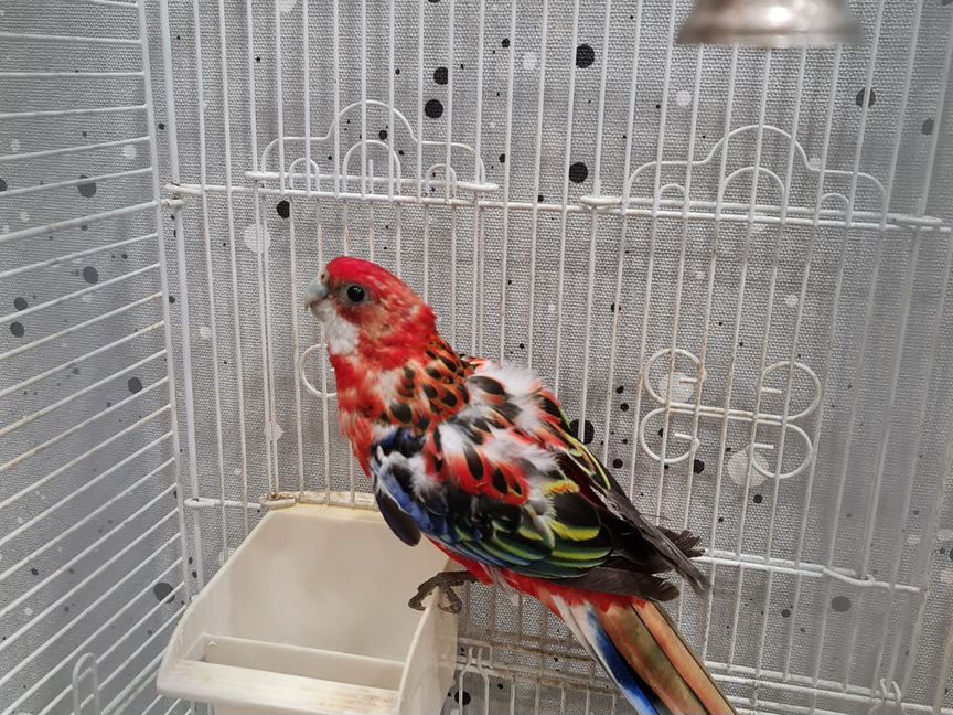 Розелла мальчик