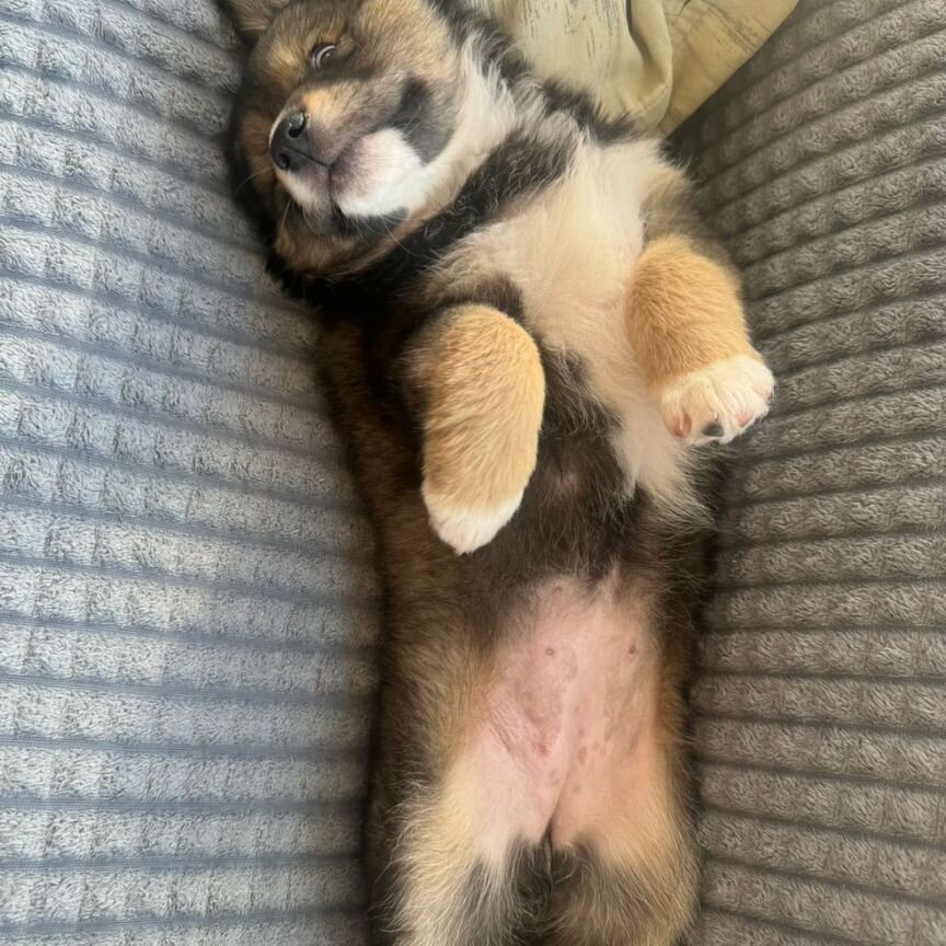 Щенок в добрые руки