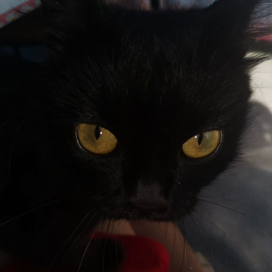 Брошеный котенок ждет свою семью