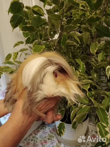 Перуанская морская свинка редкого окраса 3000 ру