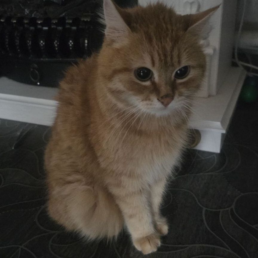 Взрослый кот в добрые руки