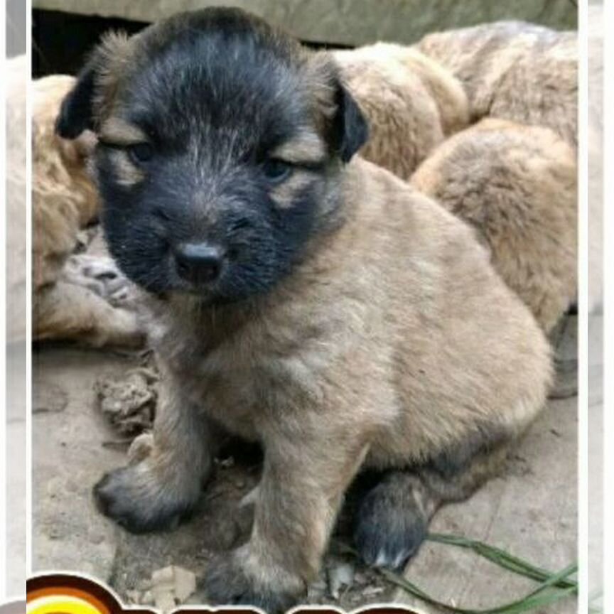 Щеночку нужен дом