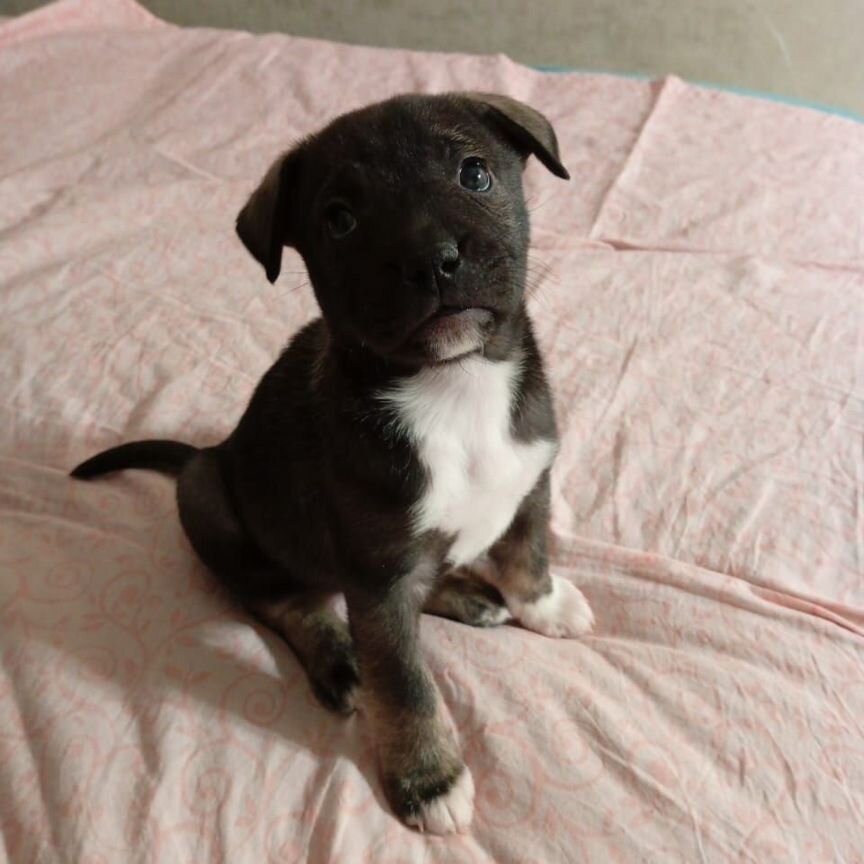 Маленькая девочка ищет дом