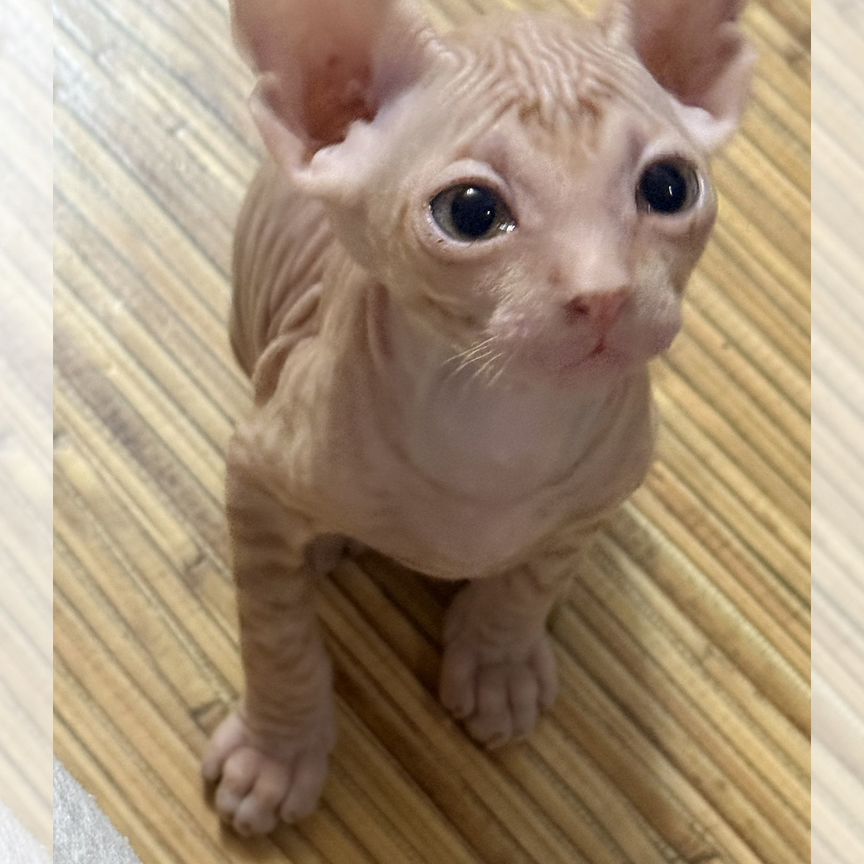 Канадский сфинкс котёнок