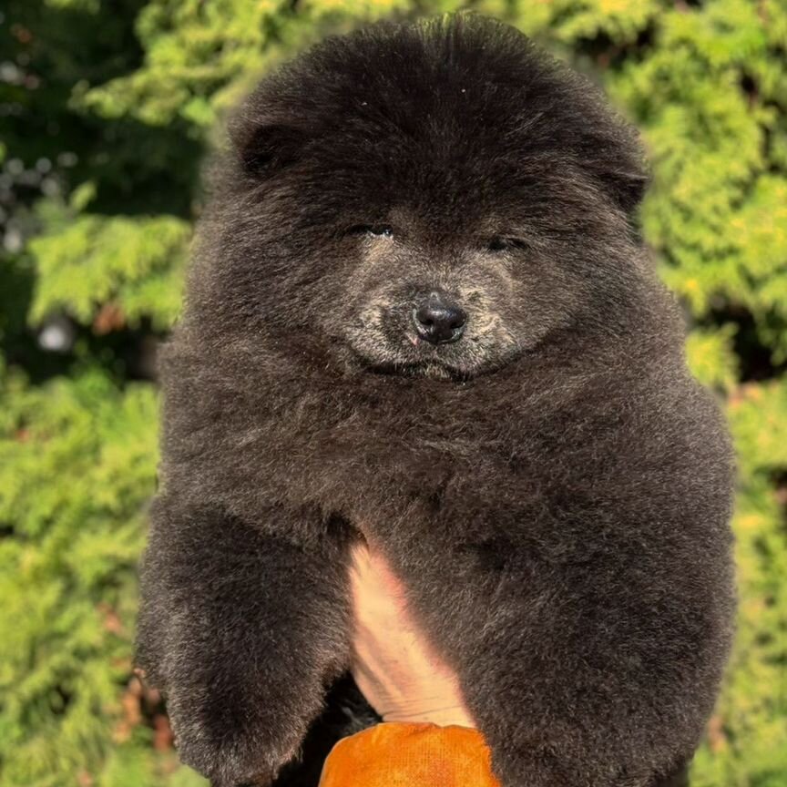 Чау-чау голубая