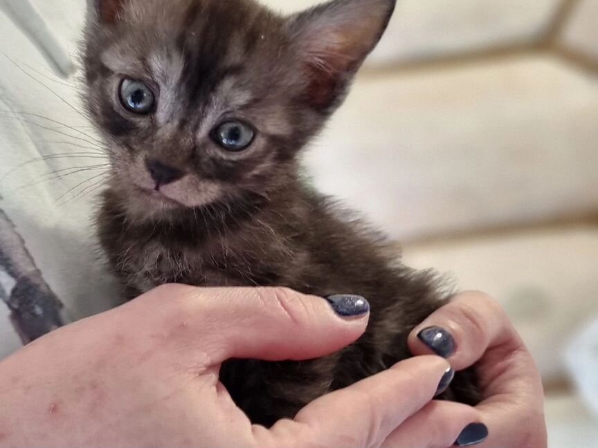 Шоколадный котенок от ориентальной кошки