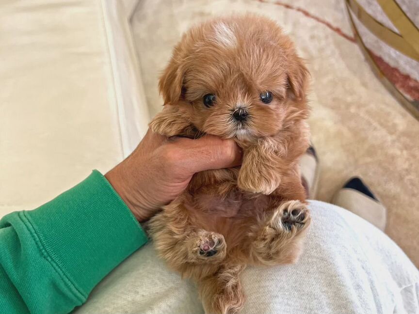 Кремовый мальчик мальтипу из Кореи