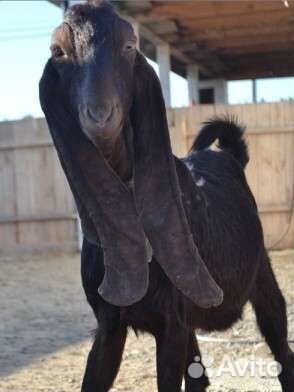 Козлята камори