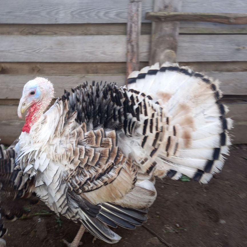 Индюки на племя