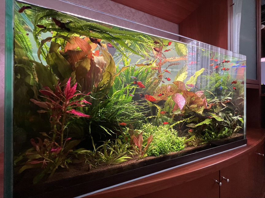 Аквариумные растения