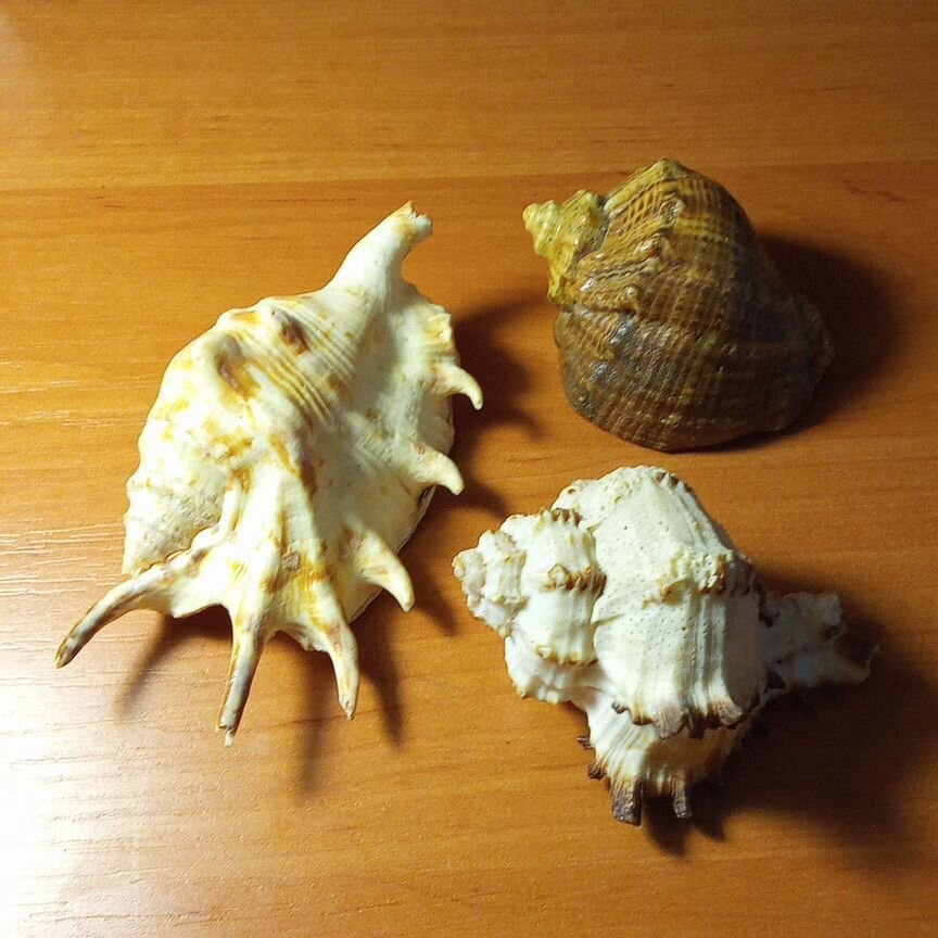 Ракушки с чёрного моря