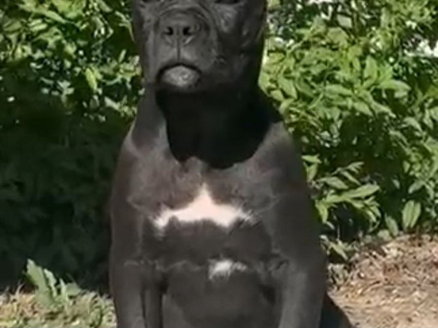 Супер щенки Кане корсо