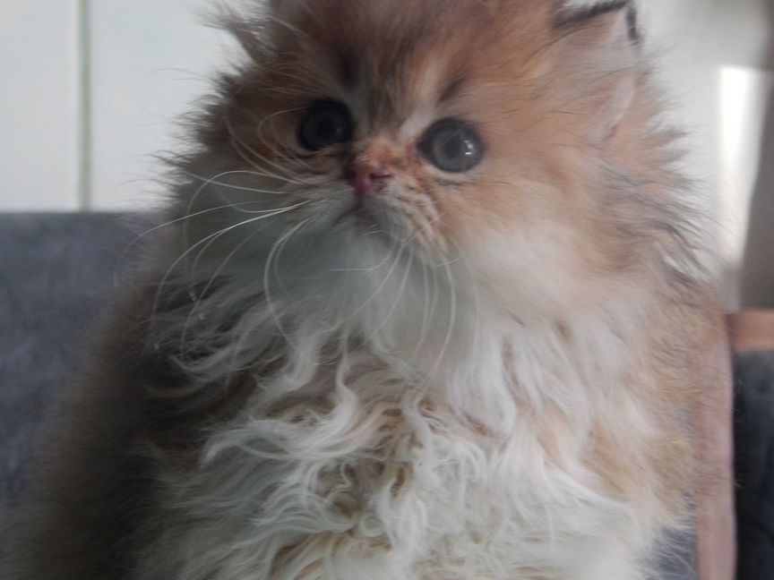 Британская д/ш кот