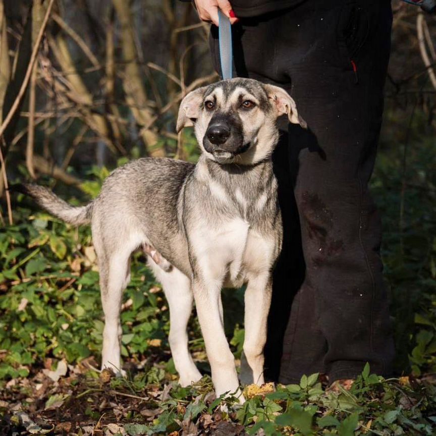 Пёс в добрые руки
