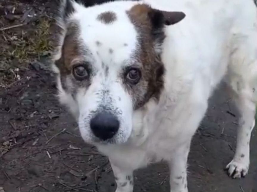 Собачка в добрые руки