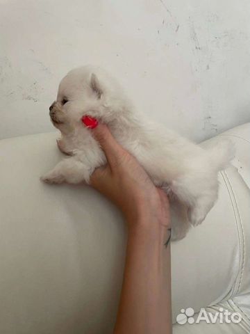 Продам щенка mini шпица