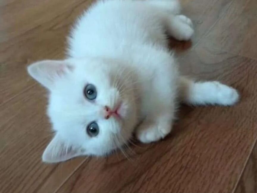 Девочка породы Турецкая Ангора